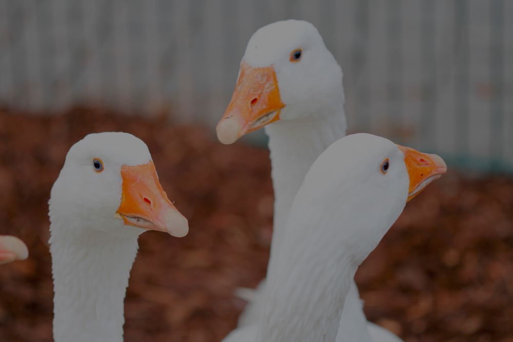 Martins Gans Foto & Bild | tiere, haustiere, nutztiere Bilder auf ...