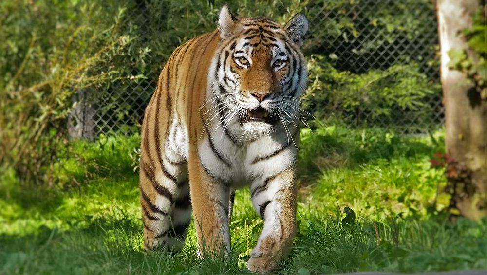Maruschka, Sibirische Tigerin im Hamburger Tierpark Halstenbeck ...