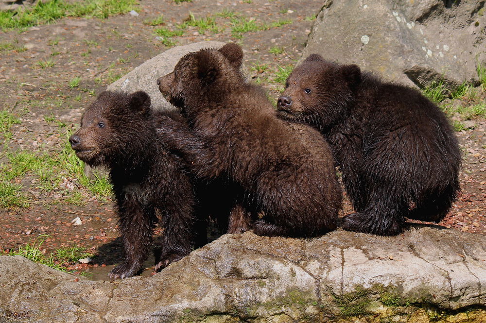 Maschas ganzer Stolz Foto & Bild | tiere, zoo, wildpark & falknerei ...
