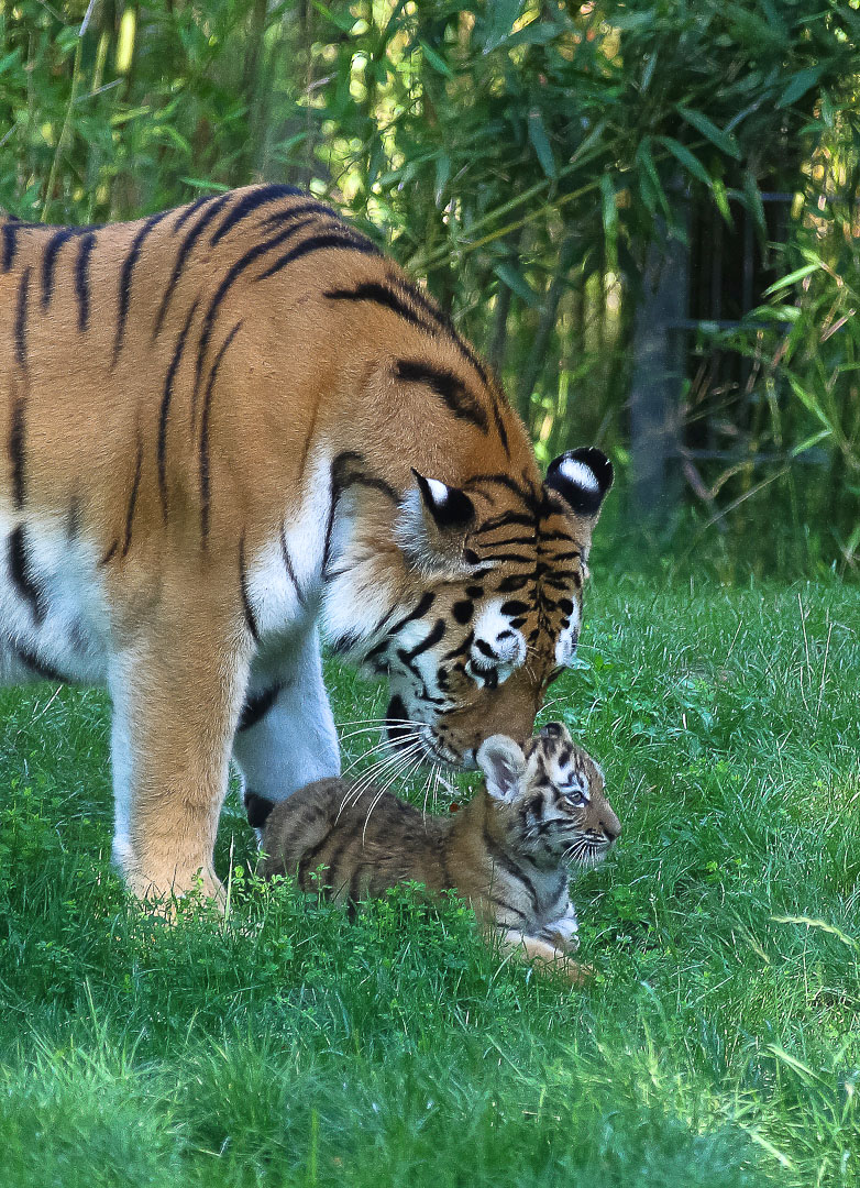 Masha mit Jungem Foto & Bild | natur, tiere Bilder auf fotocommunity Masha mit Jungem Foto & Bild | natur, tiere Bilder auf fotocommunity