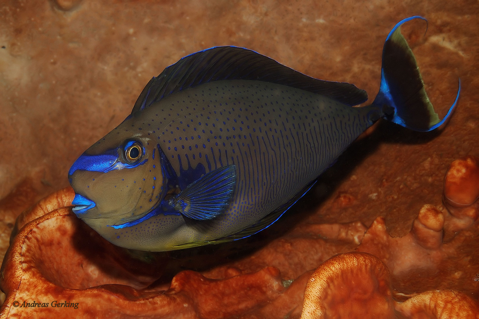 Masken-Nasendoktor -Naso vlamingii - Foto & Bild | unterwasser, uw ...