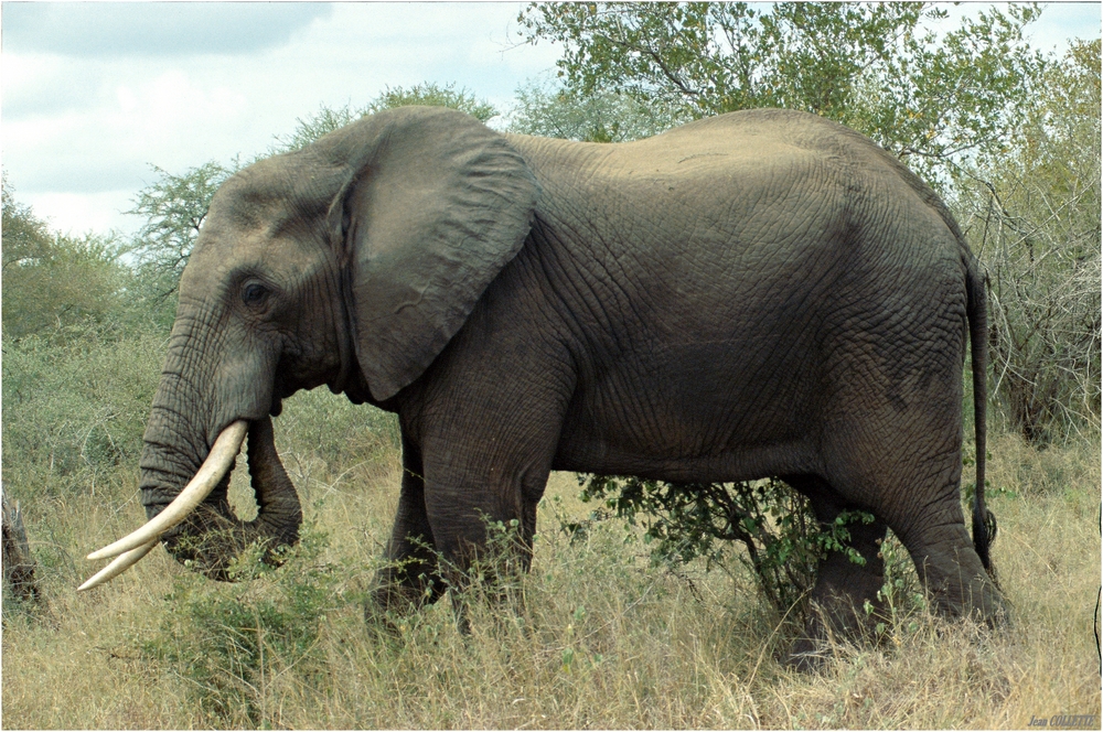 " Mastodonte " photo et image | portraits sauvages, animaux d'afrique ...