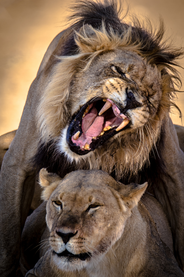 Mating Lions Foto & Bild | tiere, wildlife, urlaub Bilder auf fotocommunity