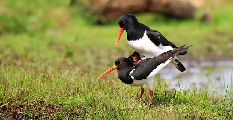 Animals Pictures & Photos