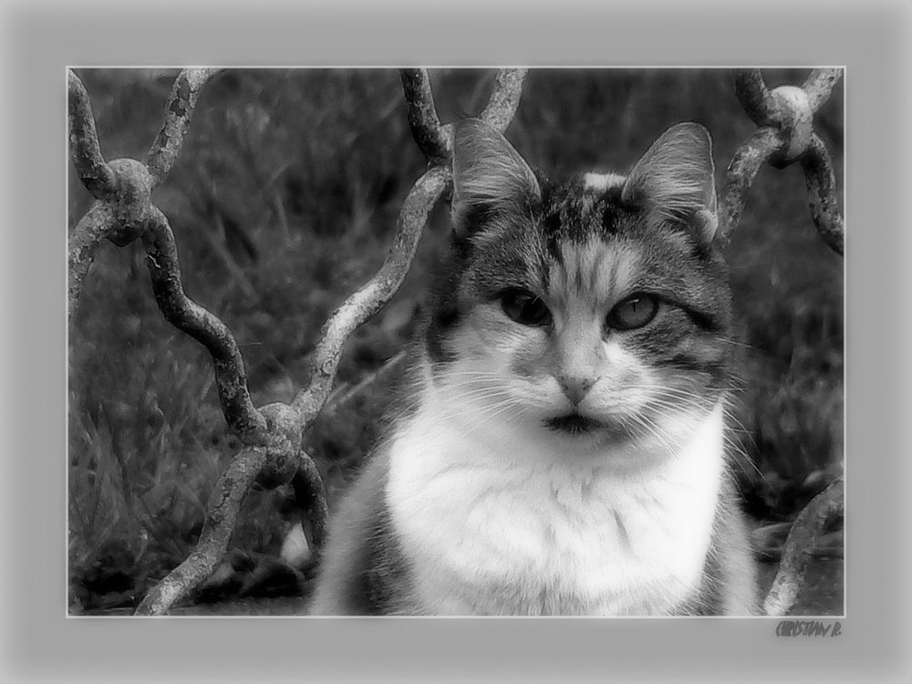 Matou-vu... photo et image | nature, animaux, chats Images fotocommunity
