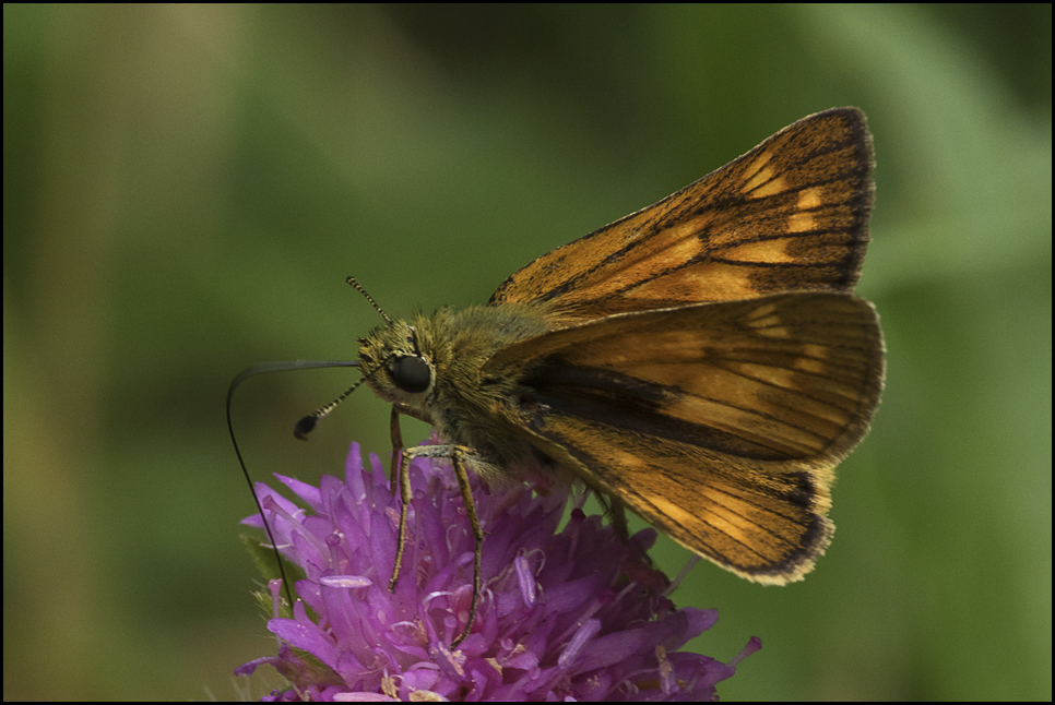 Mattfleckiger Kommafalter Foto & Bild | tiere, wildlife, schmetterlinge ...