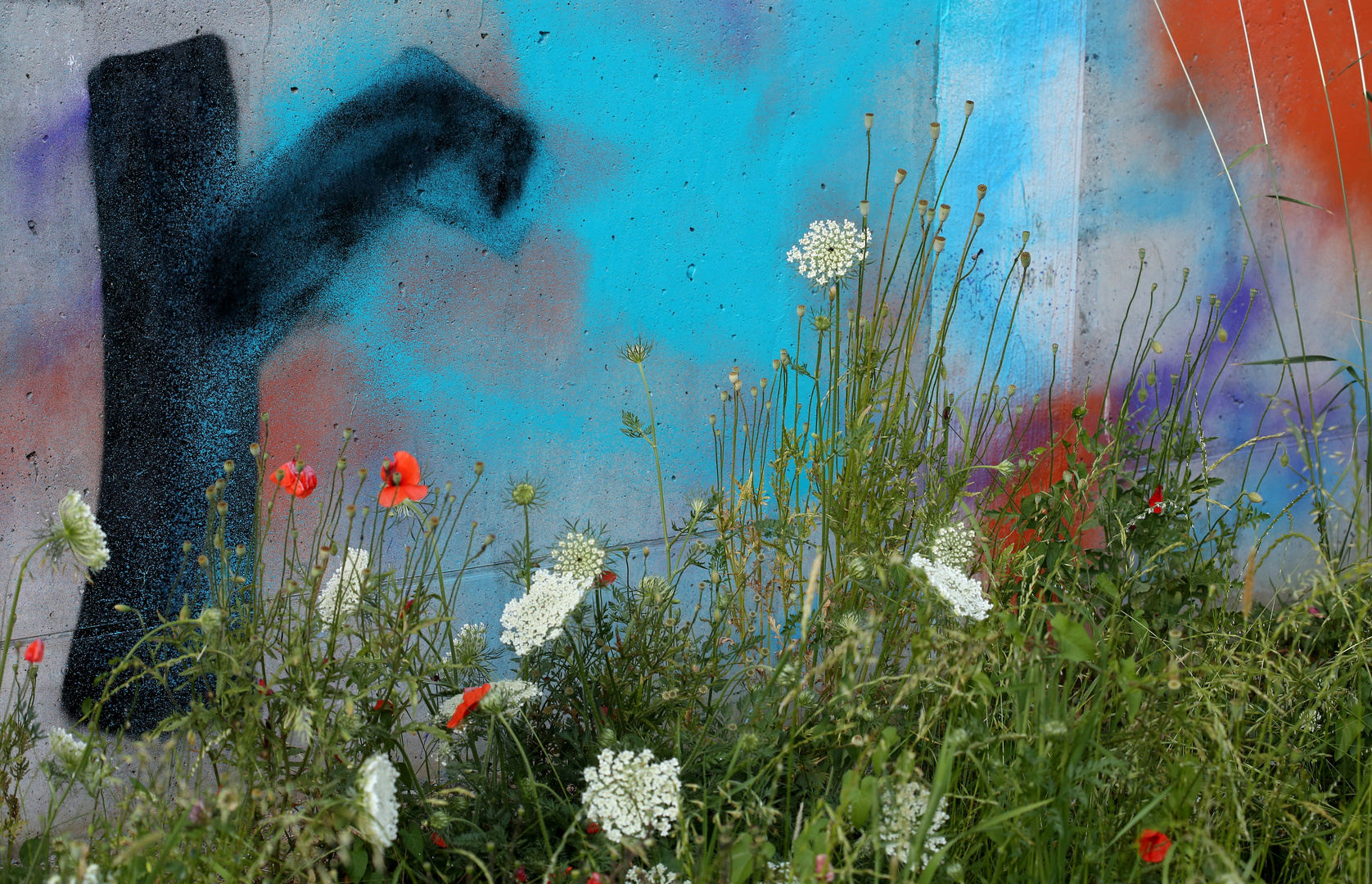 Mauergespräch Foto & Bild | natur, mauer, mohn Bilder auf fotocommunity