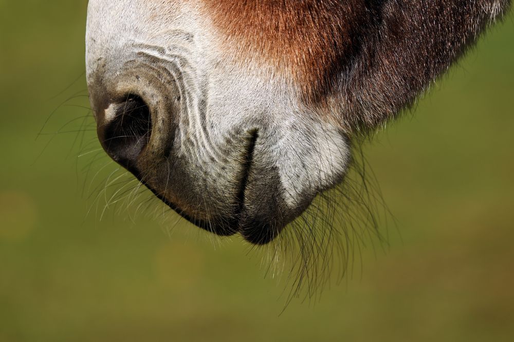 "Maul" halten... Foto & Bild | deutschland, europe, sachsen Bilder auf ...