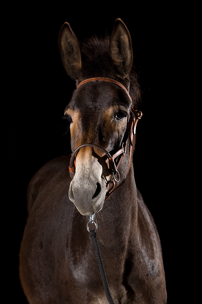 Maultier Foto & Bild | tiere, haustiere, pferde, esel, maultiere Bilder ...