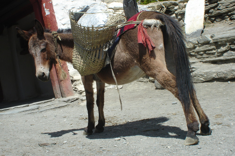 Maultiere... Foto & Bild | tiere, haustiere, sonstige Bilder auf ...