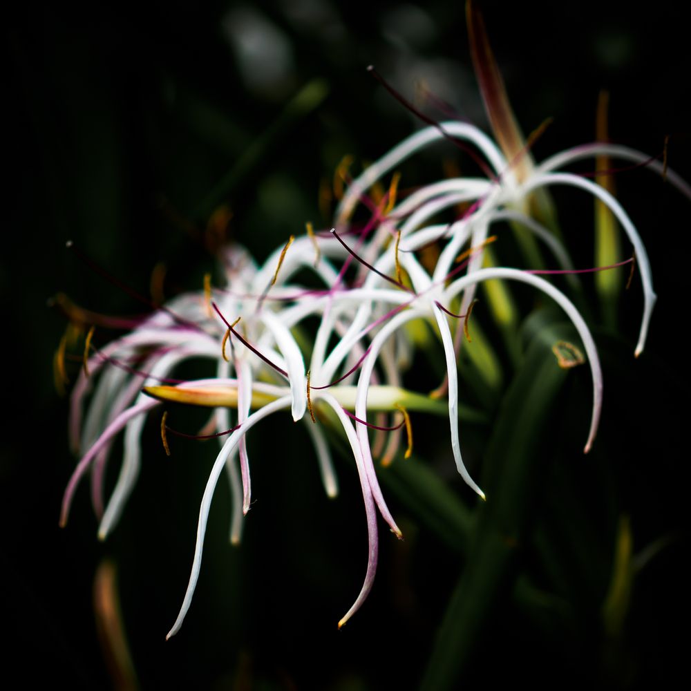 mauritius' flower Foto & Bild | world, natur, pflanzen Bilder auf ...
