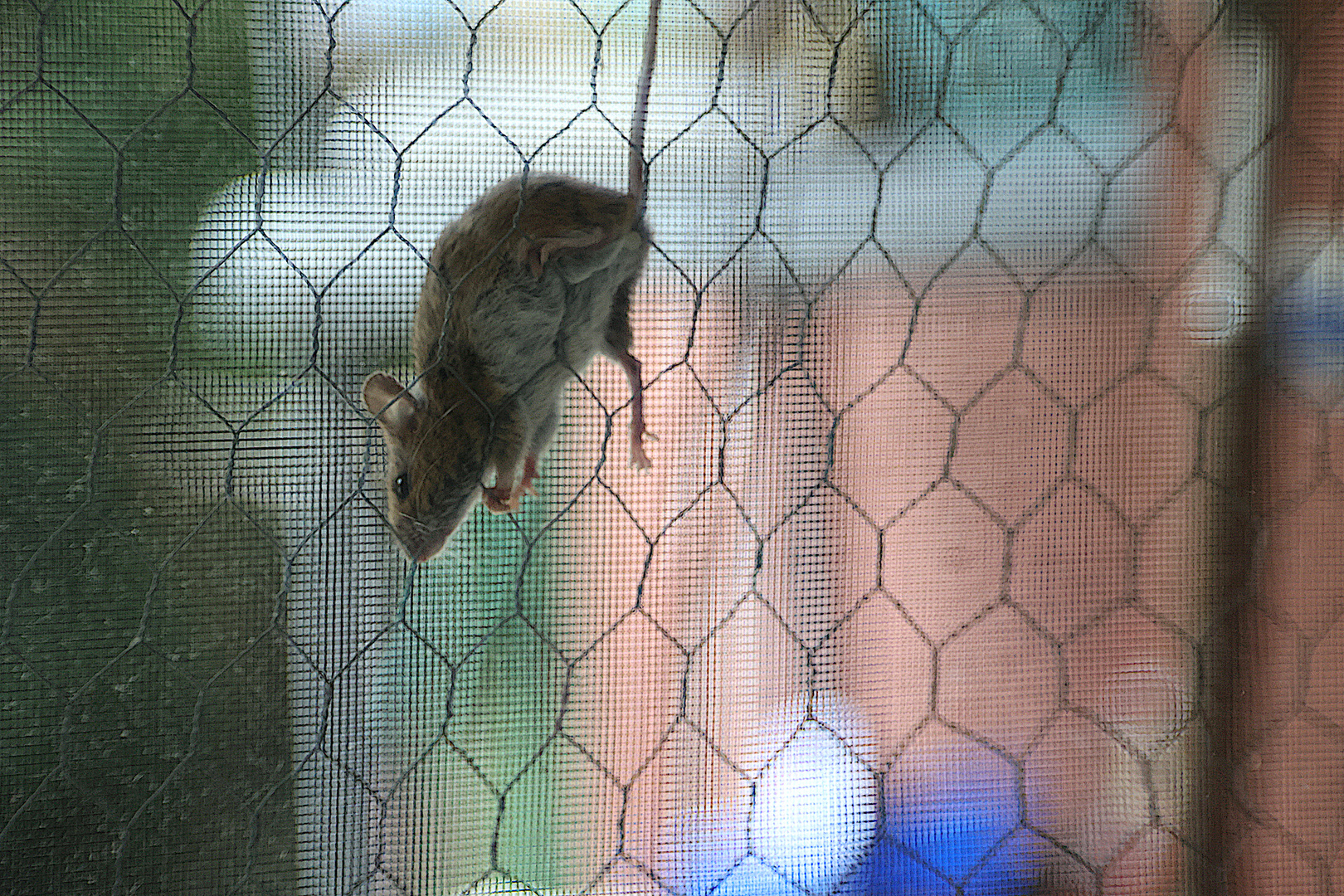 Maus-3 Foto & Bild | natur, tiere, wildlife Bilder auf fotocommunity