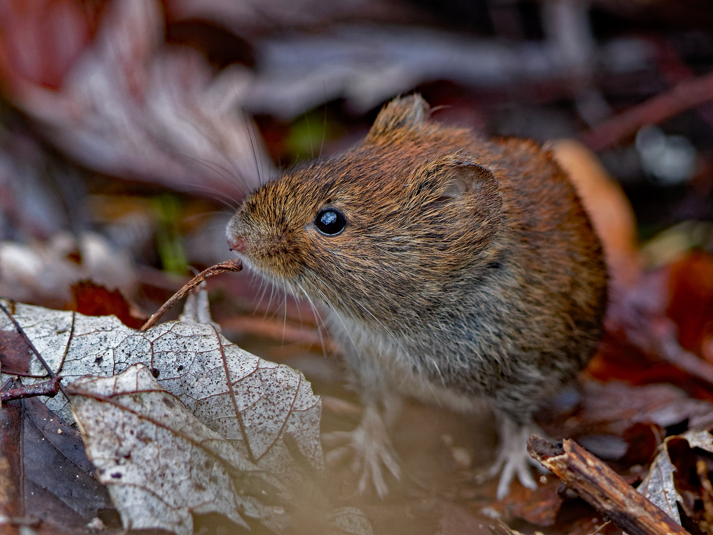 Maus Foto & Bild | natur, tiere, wildlife Bilder auf fotocommunity