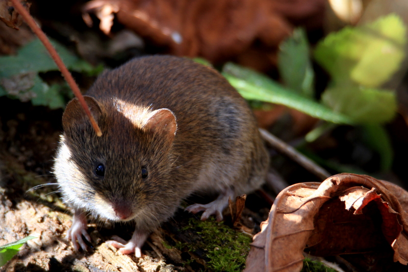 Maus Foto & Bild | tiere, wildlife, säugetiere Bilder auf fotocommunity
