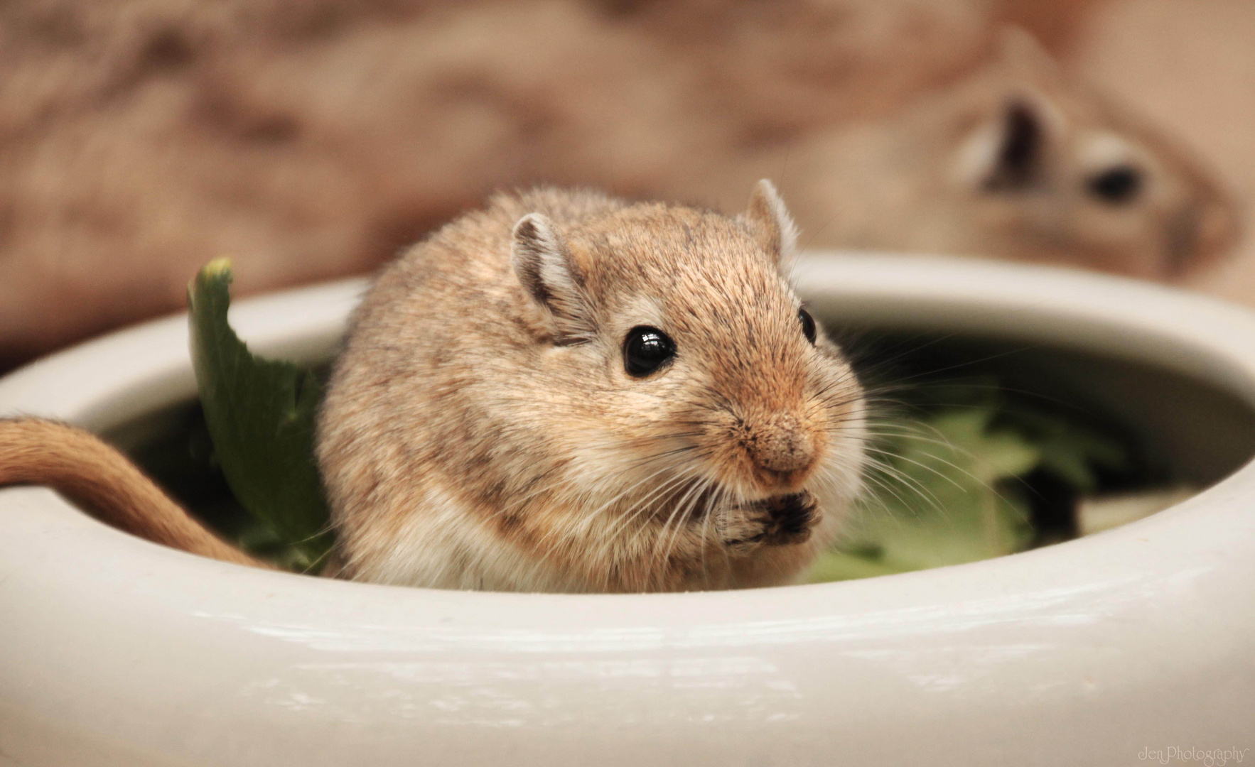 Maus :) Foto & Bild | tiere, zoo, wildpark & falknerei, tiere & natur ...