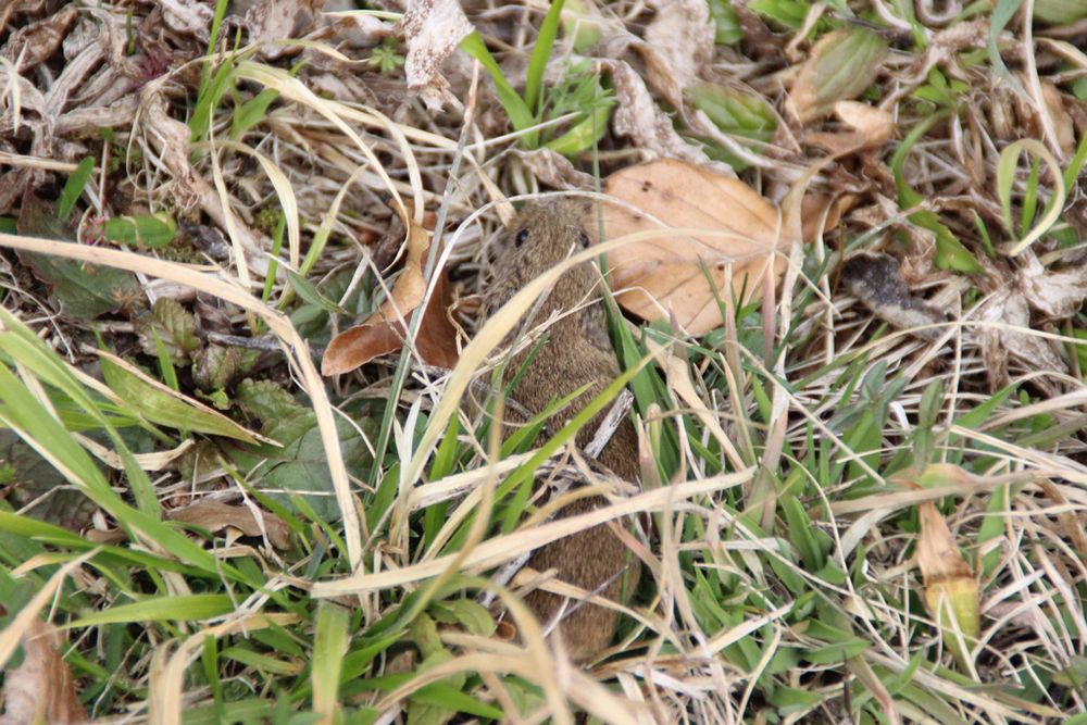 Maus Foto & Bild | andere tiere, natur, tiere Bilder auf fotocommunity