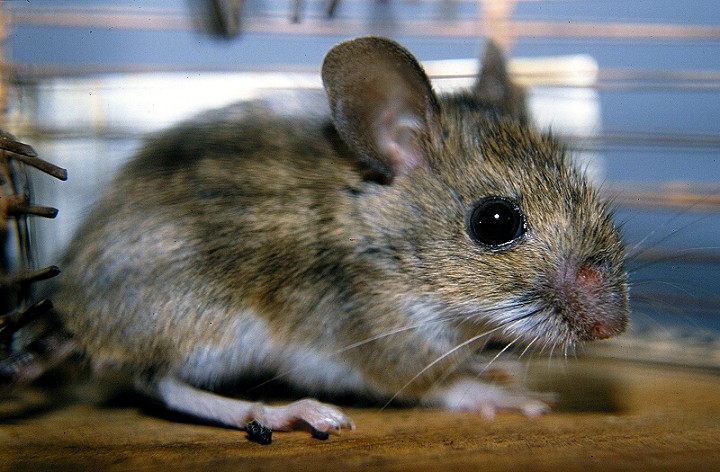 Mausefalle Foto & Bild | tiere, zoo, wildpark & falknerei, säugetiere ...