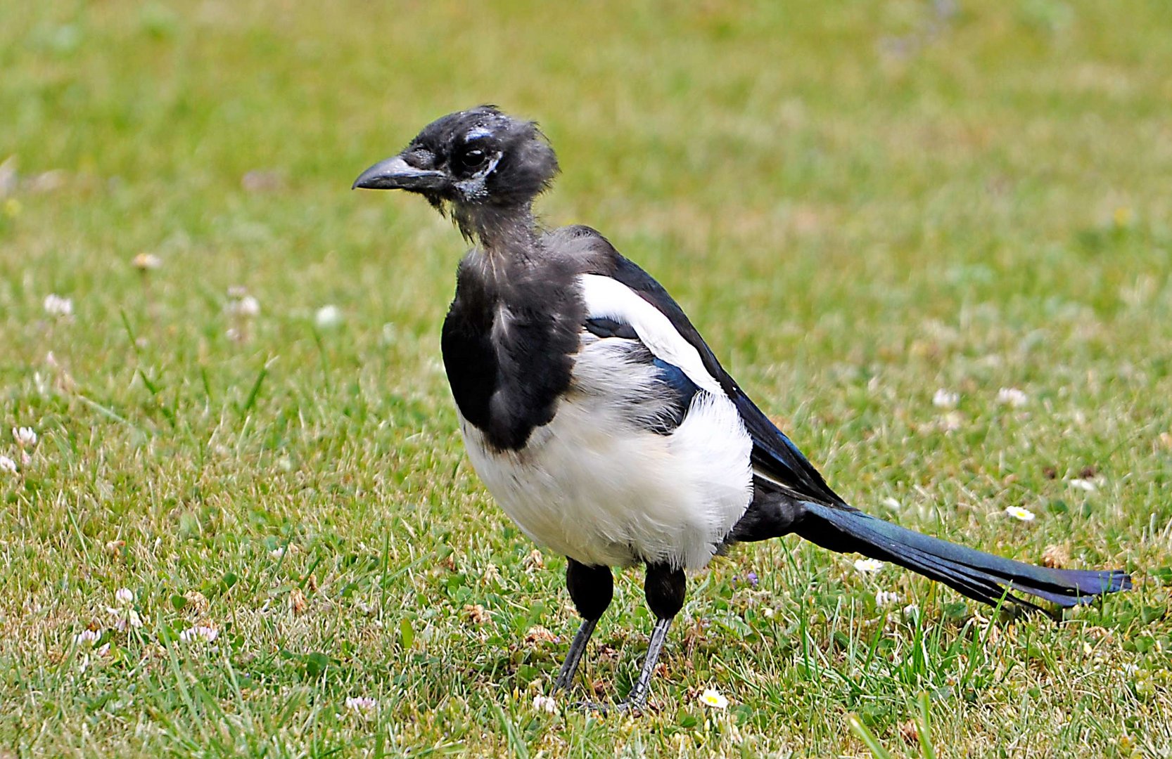 mausernde Elster 2 Foto & Bild | tiere, wildlife, wild lebende vögel ...