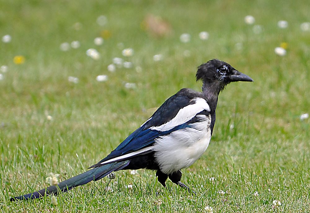 mausernde Elster Foto & Bild | tiere, wildlife, wild lebende vögel ...