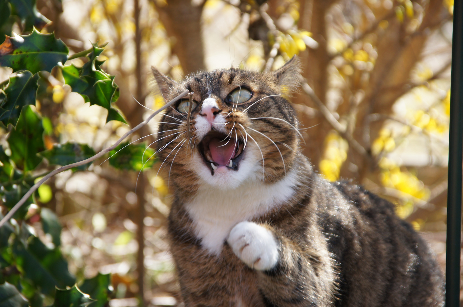 Mausi Foto & Bild | tiere, haustiere, katzen Bilder auf fotocommunity