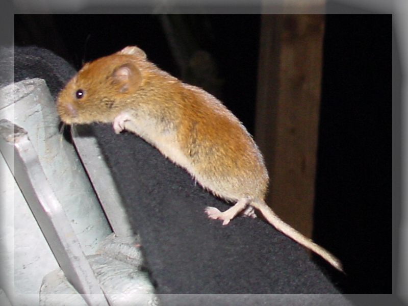 *Mausi* Foto & Bild | tiere, haustiere, nagetiere & kaninchen Bilder ...