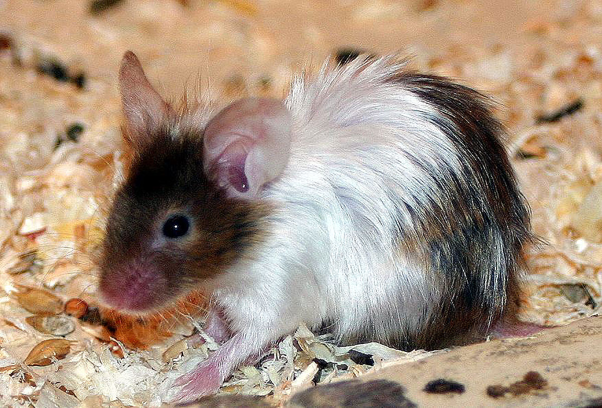 mausi Foto & Bild | tiere, natur, tiergarten Bilder auf fotocommunity