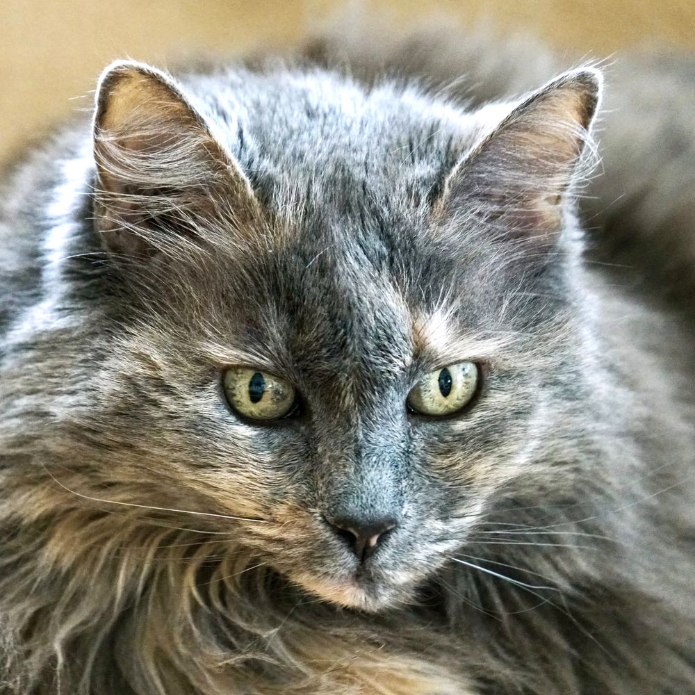 Mausi Foto & Bild | tiere, haustiere, katzen Bilder auf fotocommunity