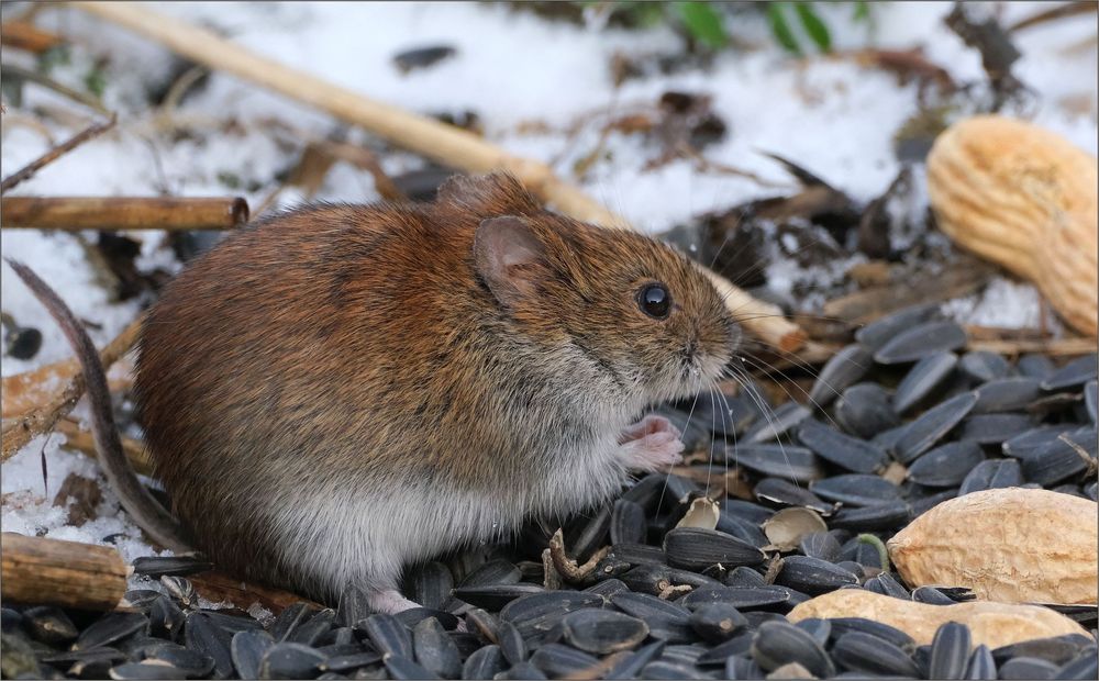 Mausi im Schlaraffenland Foto & Bild | tiere, wildlife, säugetiere ...