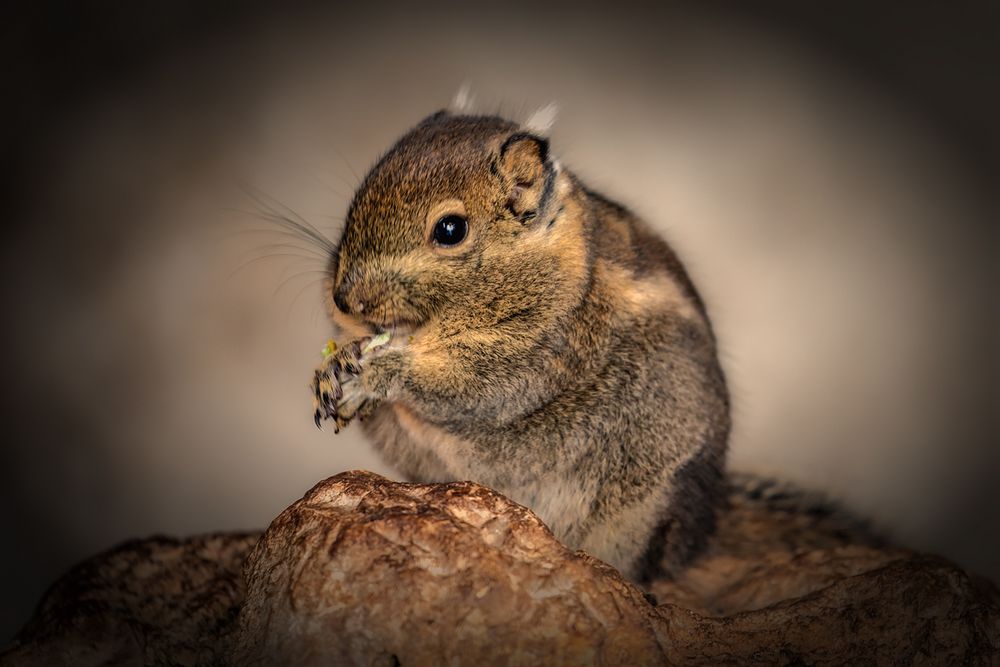 Mausi im Spot Foto & Bild | sport, licht, nagetier Bilder auf fotocommunity