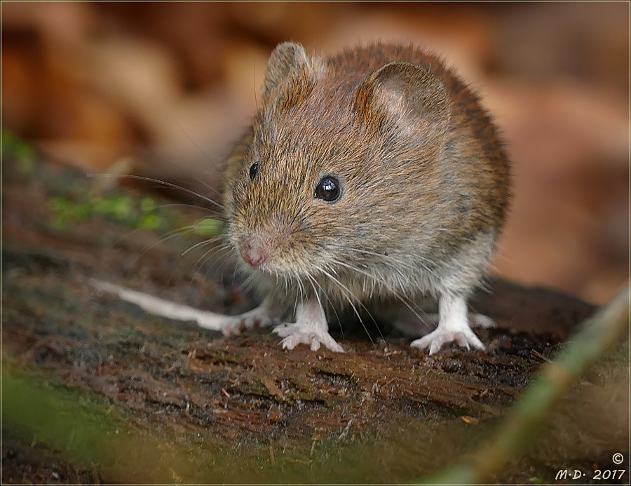 Mausi zum Wochenende! Foto & Bild | natur, tiere, wildlife Bilder auf ...