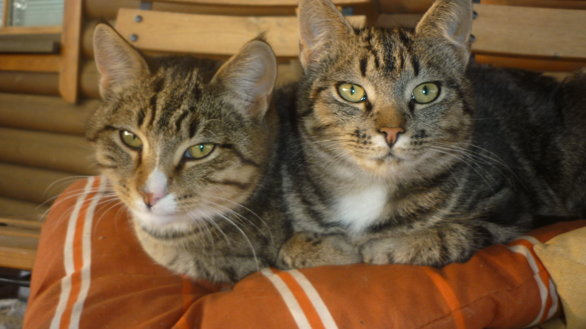 Mautzi und Molli Foto & Bild | oktober Bilder auf fotocommunity