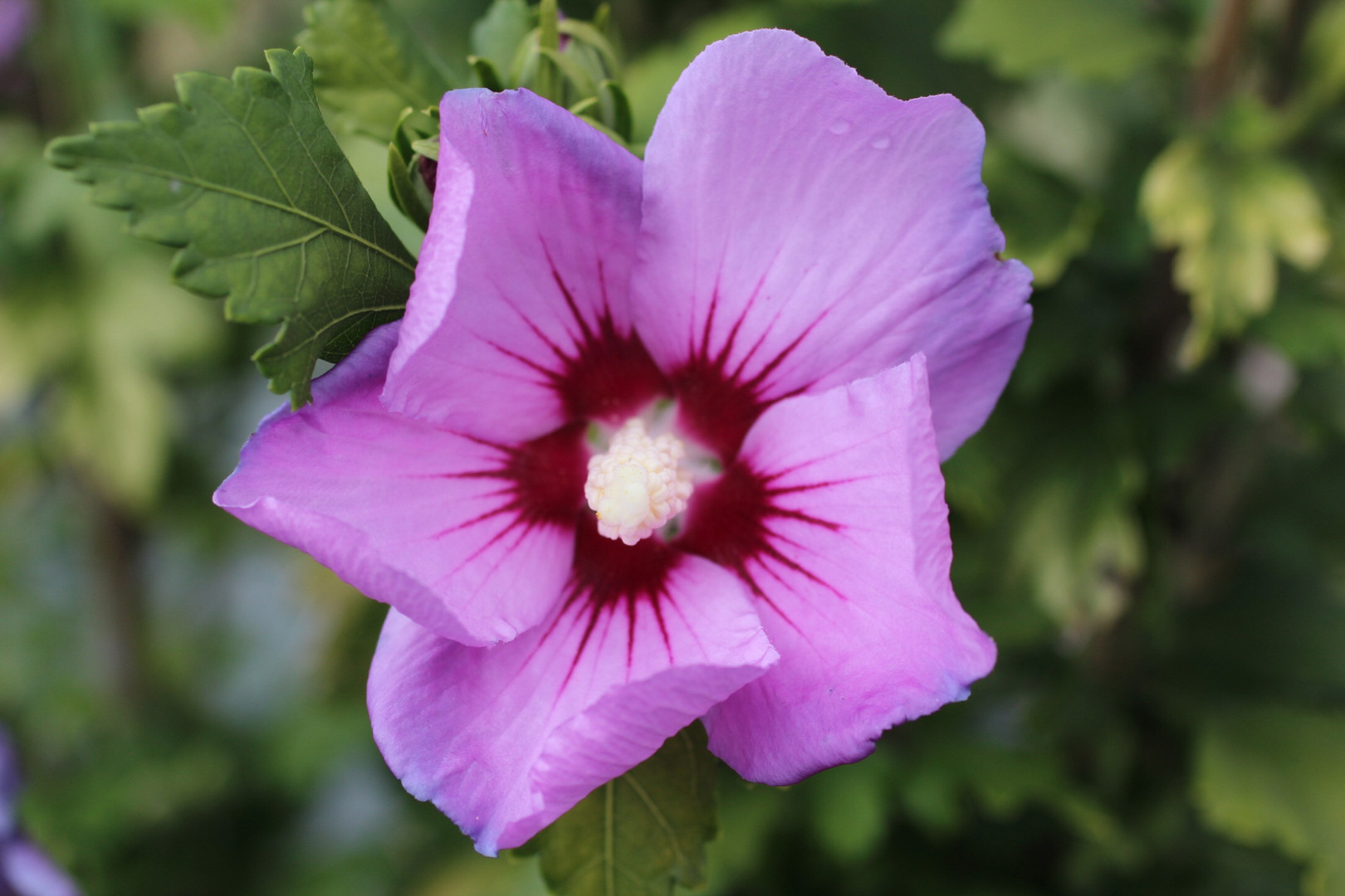 Mauve photo et image | fleurs, nature Images fotocommunity