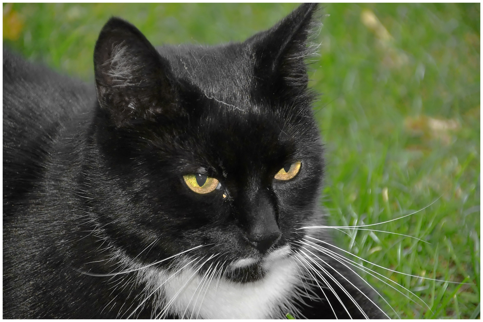 Max unser Kater Foto & Bild | tiere, haustiere, katzen Bilder auf ...