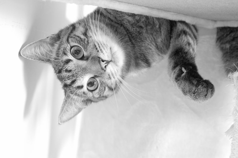 Maxi, der ganz kleine Kater Foto & Bild | tiere, haustiere, katzen Bilder auf fotocommunity