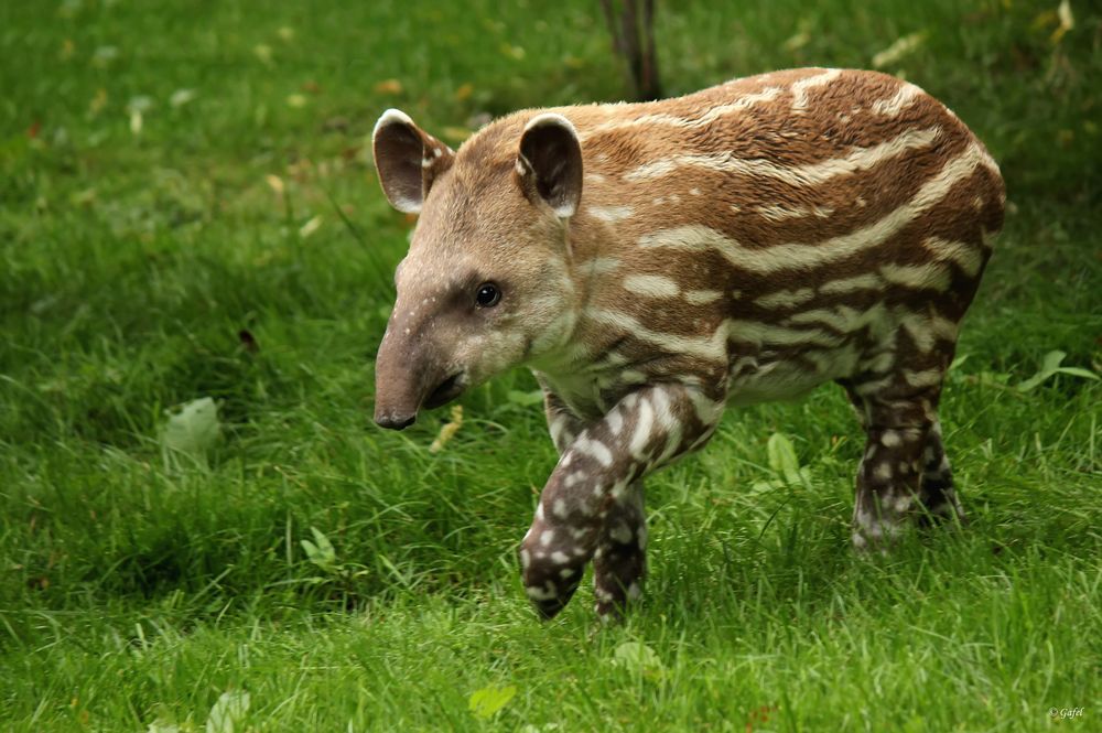 Maya Foto & Bild | tiere, zoo, wildpark & falknerei, säugetiere Bilder ...