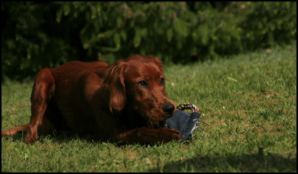 *Maya-Maus* Foto & Bild | tiere, haustiere, hunde Bilder auf fotocommunity