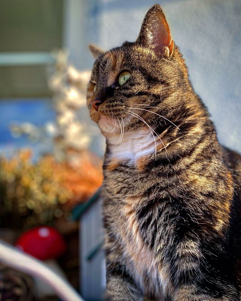 Maya unsre Katze Foto & Bild | Bilder auf fotocommunity