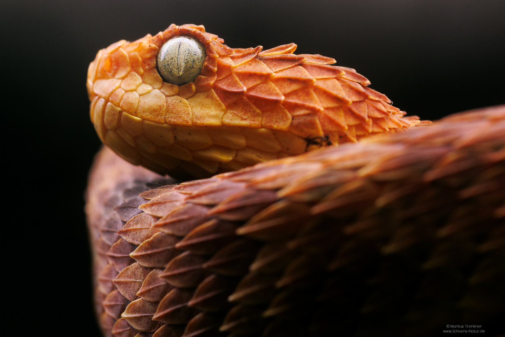 Mayombe Buschviper [Atheris squamigera anisolepis] Foto & Bild | tiere, zoo, wildpark ...