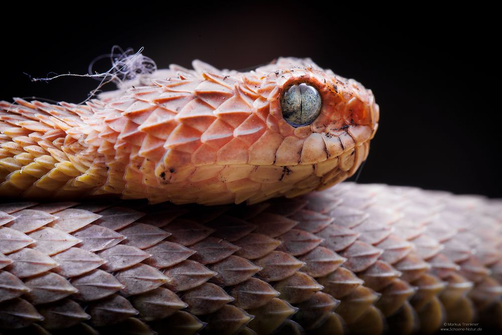Mayombe Buschviper [Atheris squamigera anisolepis] Foto & Bild | tiere, zoo, wildpark ...