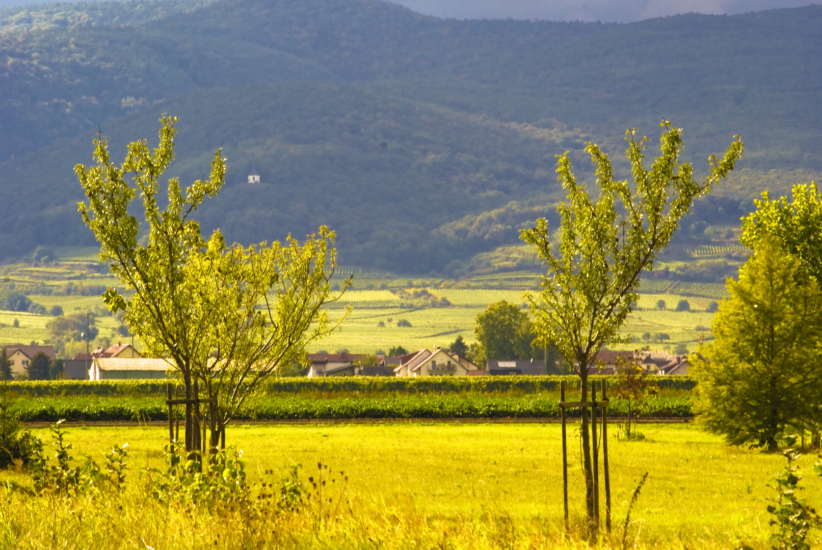 Meckenheim (Pfalz) mit Blick nach Niederkirchen Foto & Bild ...