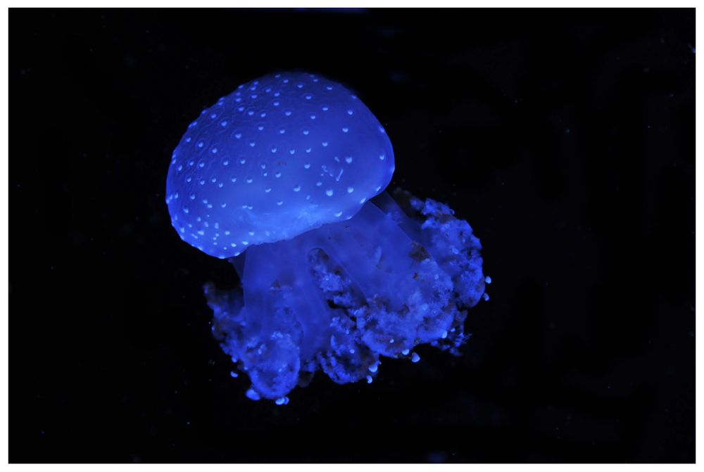 Medusa azul Imagen & Foto | animales, animales marinos , naturaleza ...