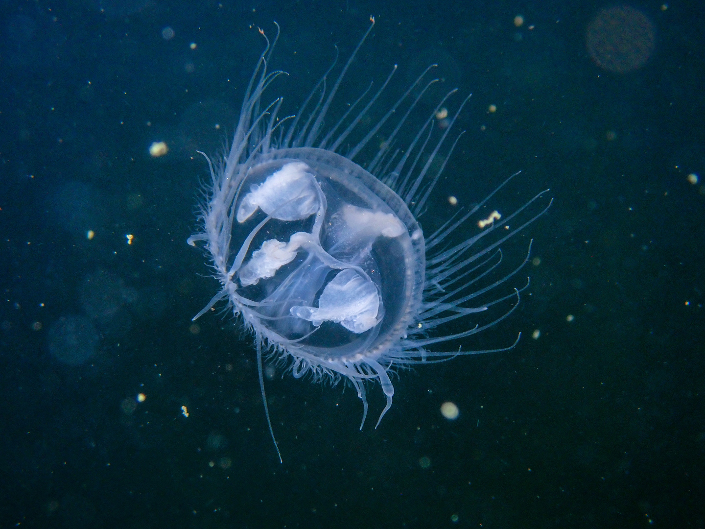 Meduse Foto & Bild | monatswettbewerbe natur, foto des jahres 22 ...