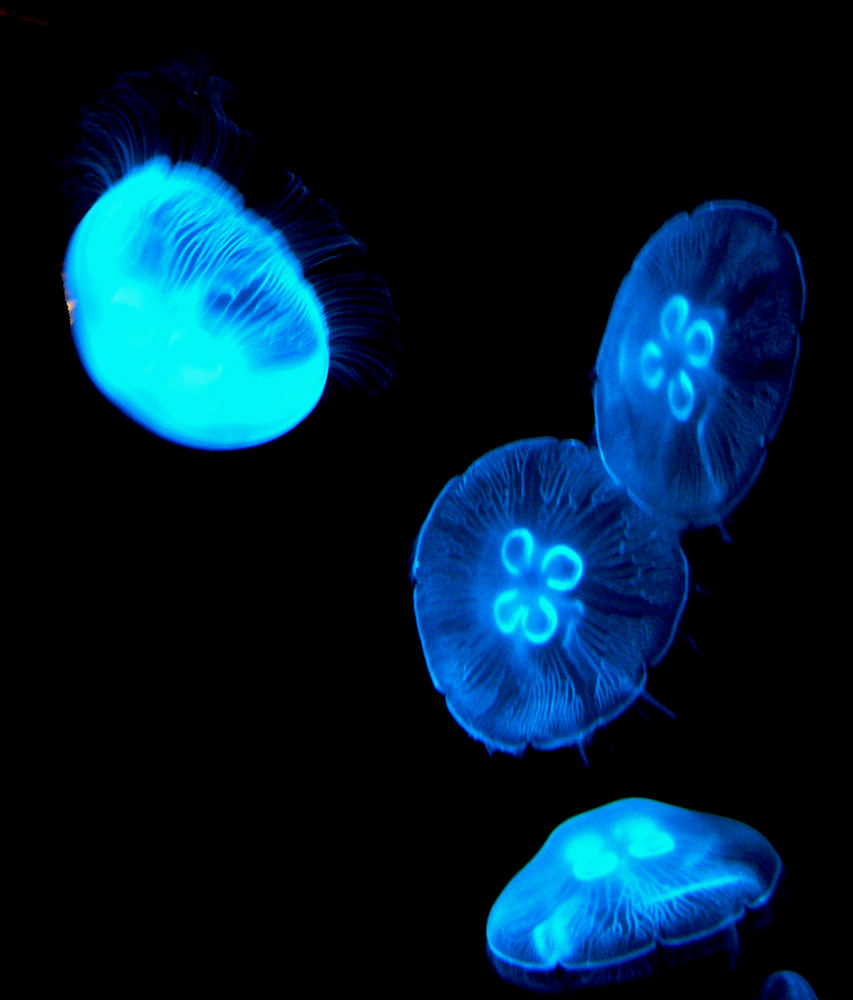 meduse photo et image | animaux, poissons mollusques +crustacés, nature ...