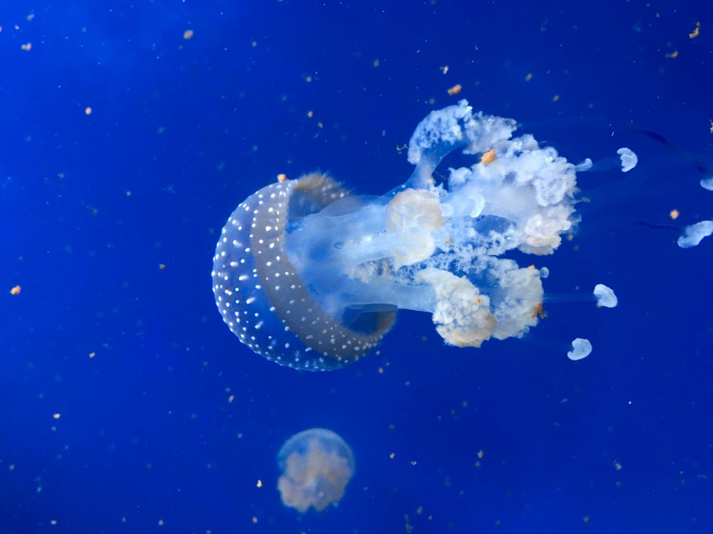 Medusín Imagen & Foto | bajo el agua , fotos, nature Fotos de fotocommunity