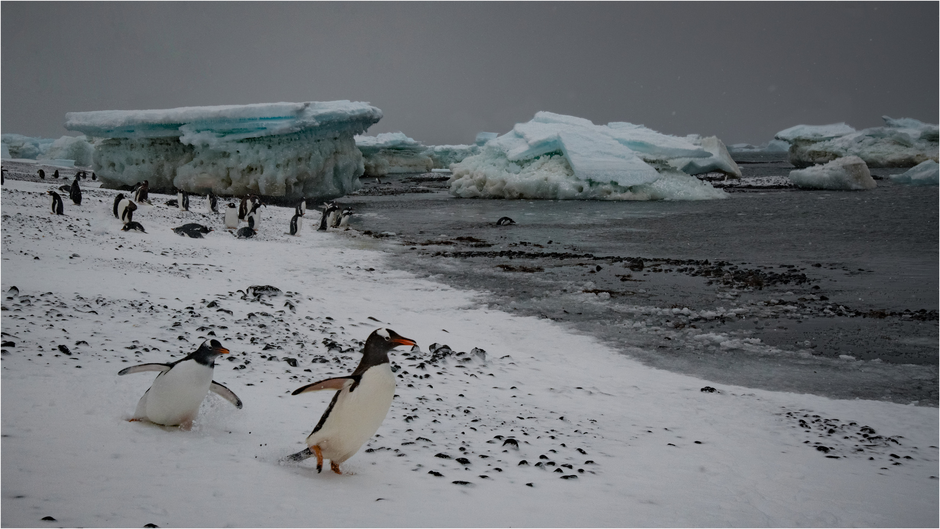 Meereis Foto & Bild | tiere, wildlife, wild lebende vögel Bilder auf ...