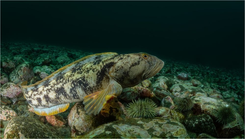 "Meeres-Dickkopf" Foto & Bild | north america, canada, landschaft ...