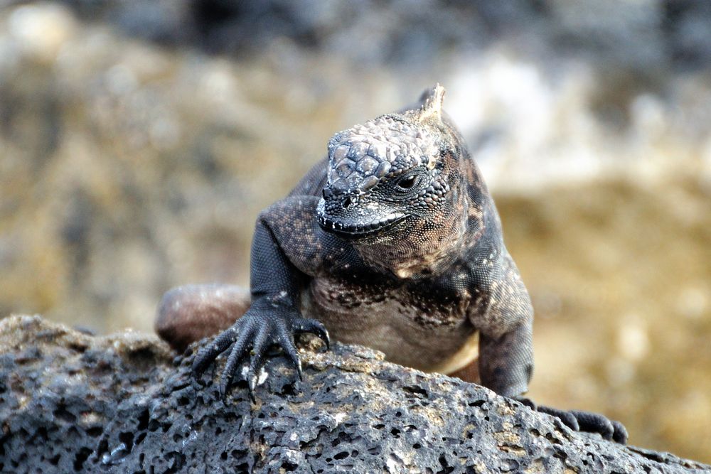 Meeres-Leguan Foto & Bild | south america, ecuador, galapagos Bilder ...