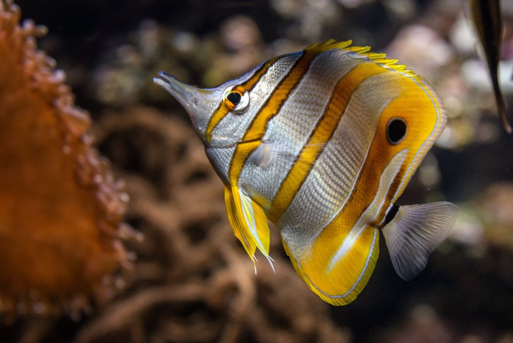 Meeresfisch Foto & Bild | meer, natur, zoo Bilder auf fotocommunity