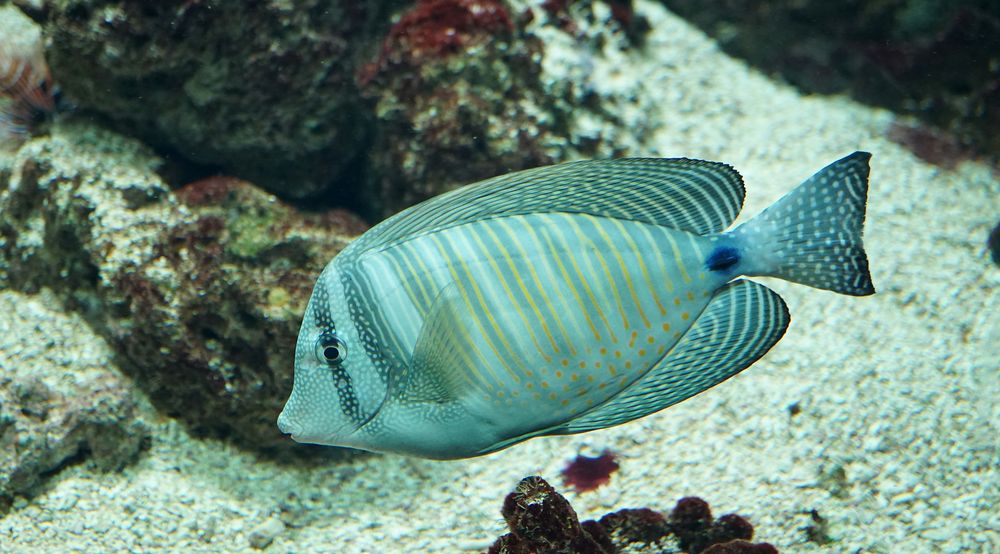 Meeresfisch Foto & Bild | tiere, zoo, wildpark & falknerei, zoo: fische ...