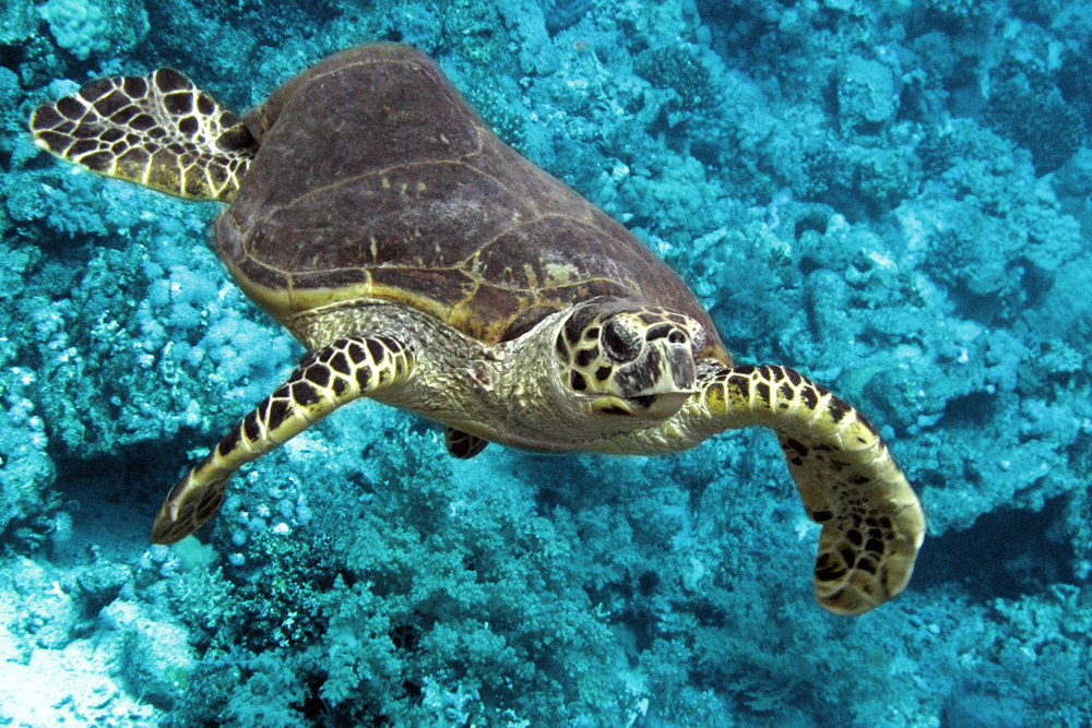 Meeresschildkröte (Cheloniidae) Foto & Bild | tiere, wildlife ...
